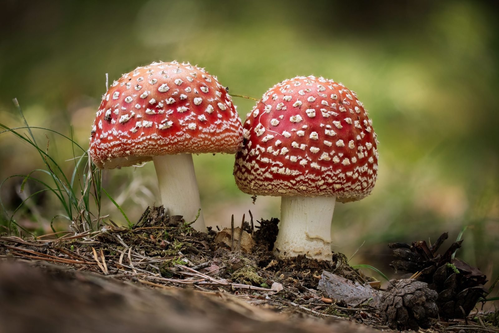 Amanita Muscaria In The UK